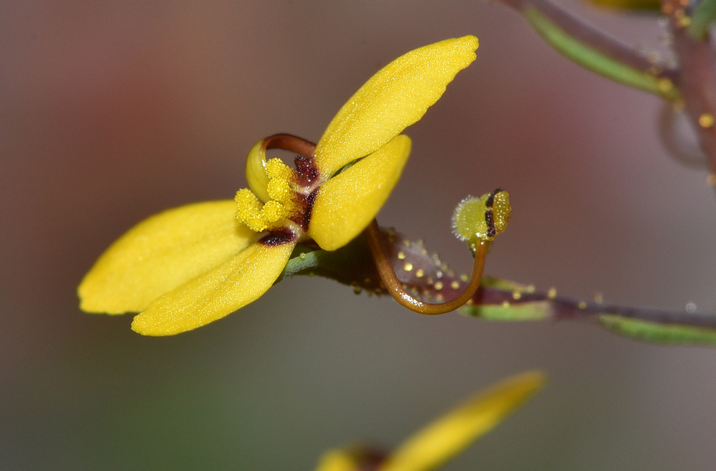 Donkey Triggerplant (Stylidium diuroides) - Botanical Realm
