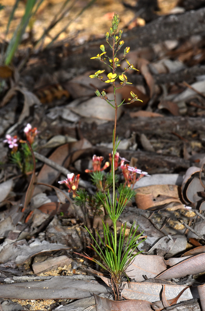 Donkey Triggerplant (Stylidium diuroides) - Botanical Realm