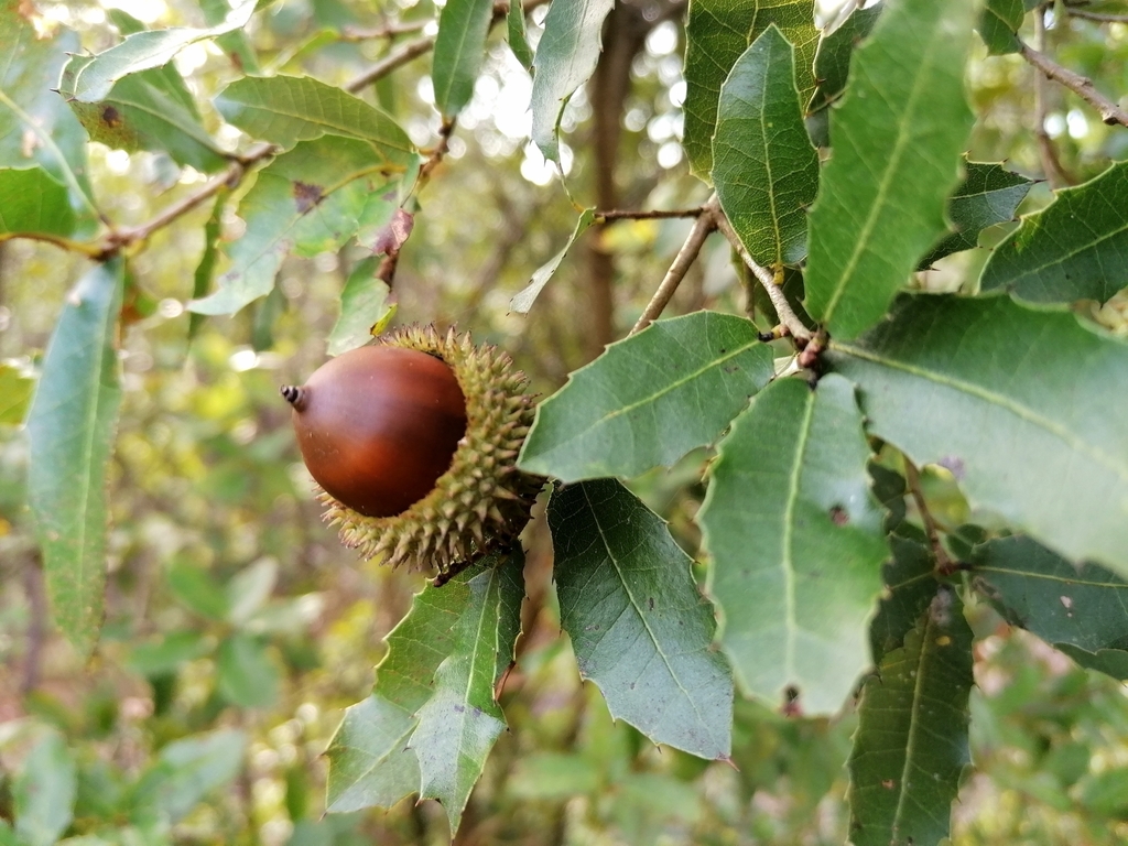 Kermes oak complex (Quercus coccifera) - Botanical Realm