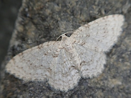 Venusia phasma · iNaturalist