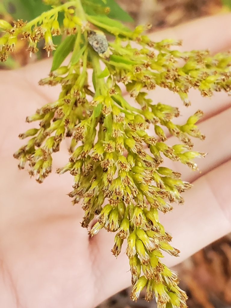 Solidago subsect. Triplinerviae from Upper Pittsgrove, NJ, USA on ...
