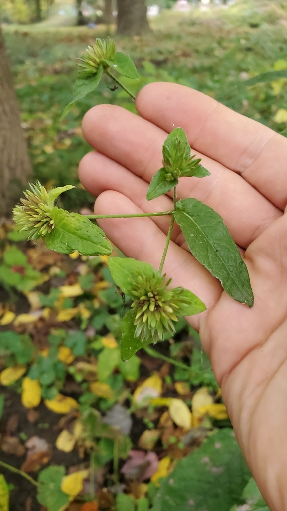 leafy elephant's-foot from Island Av & Woodland Av, Philadelphia, PA ...