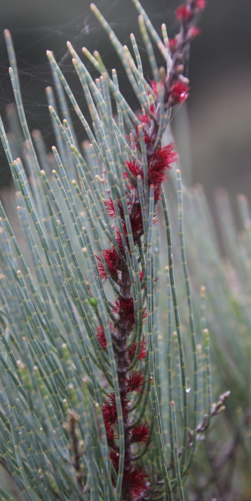 dwarf sheoak (Allocasuarina humilis) - Botanical Realm