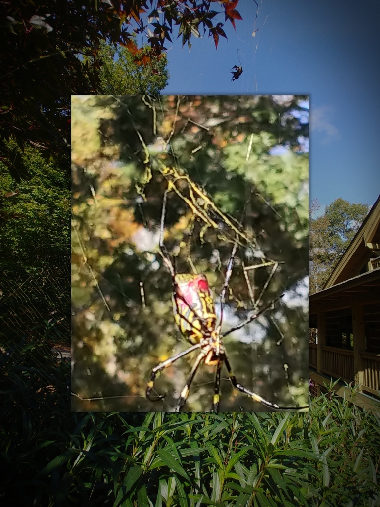 Joro Spider from Statham, GA 30666, USA on October 24, 2020 at 10:51 AM ...