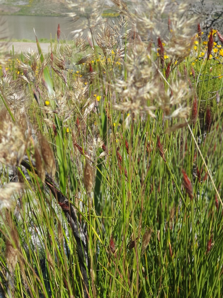 Bushman Grasses from Overberg District Municipality, South Africa on ...