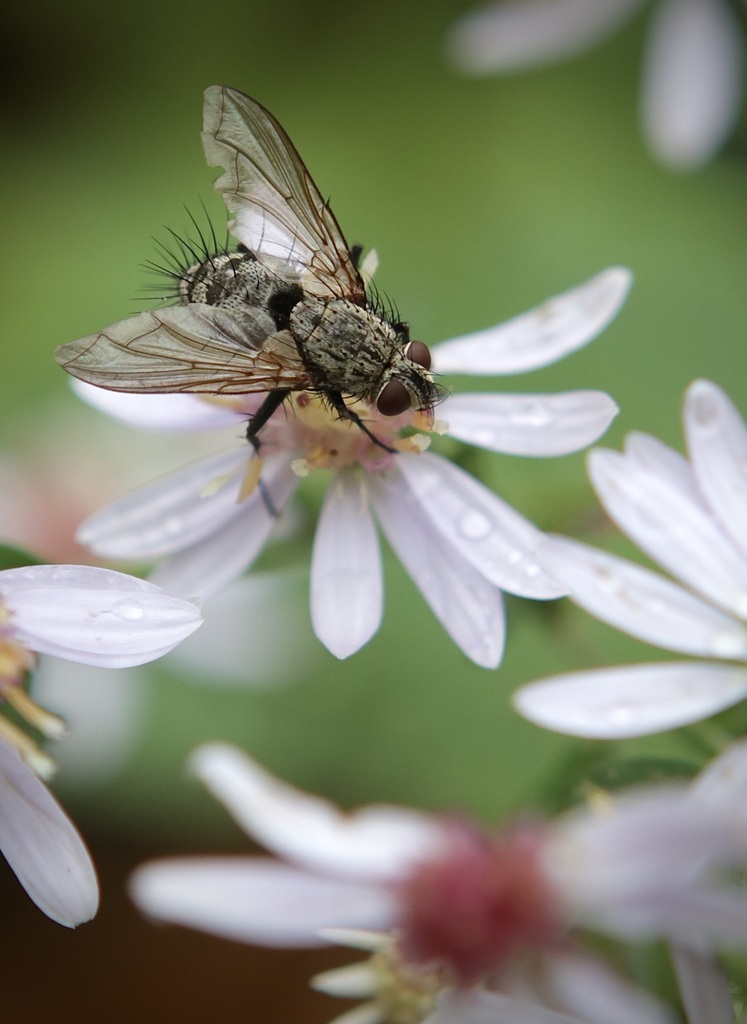 Bristle Flies from Clermont County, OH, USA on October 21, 2020 at 12: ...