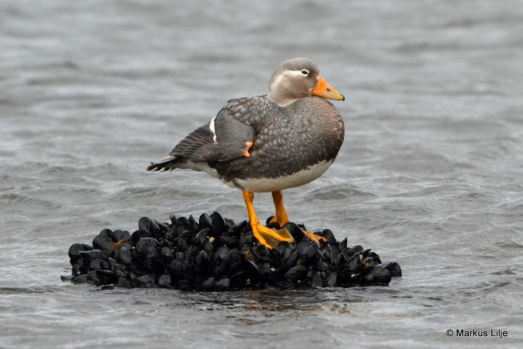 Flying Steamer Duck (CHILE CHICO BIRDS) · iNaturalist