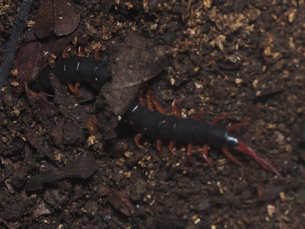 Scolopendra gracillima from Sleman Regency, Special Region of ...