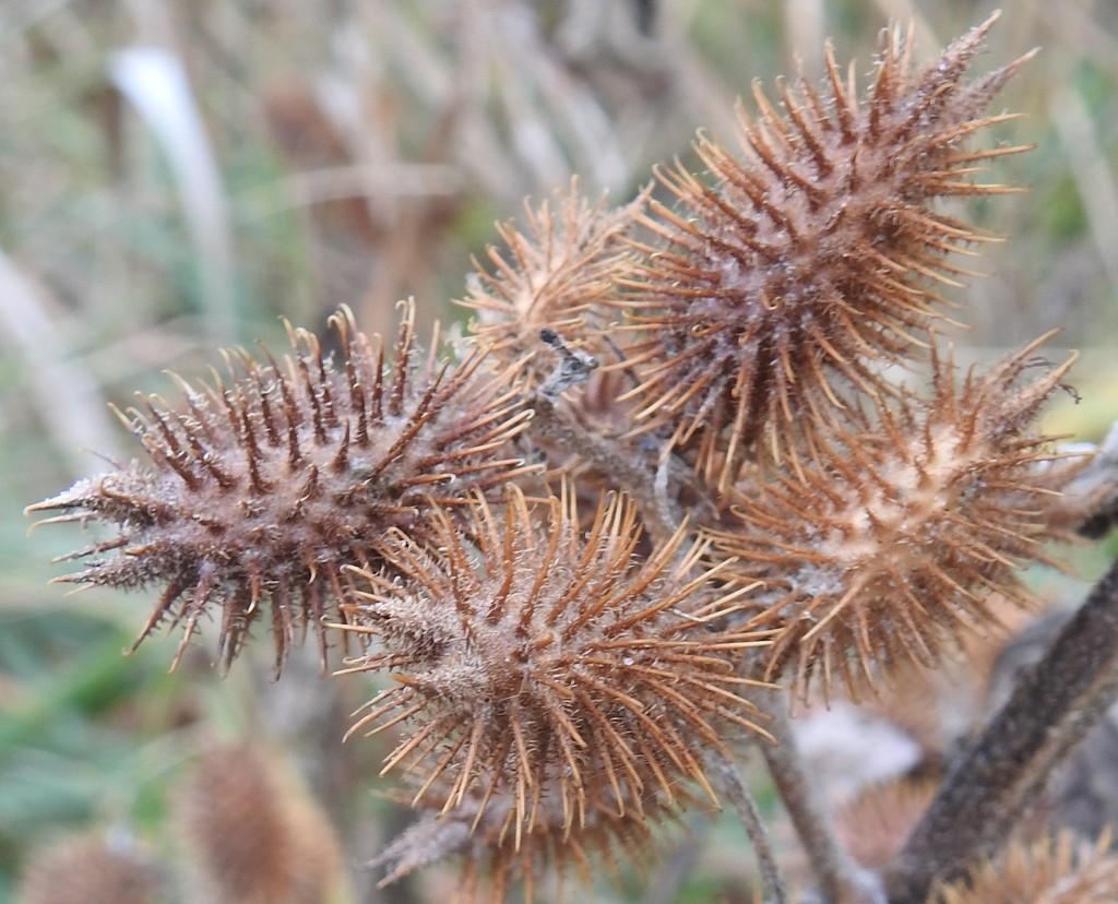 common cocklebur from Brighton, ON, Canada on October 23, 2020 at 08:50 ...