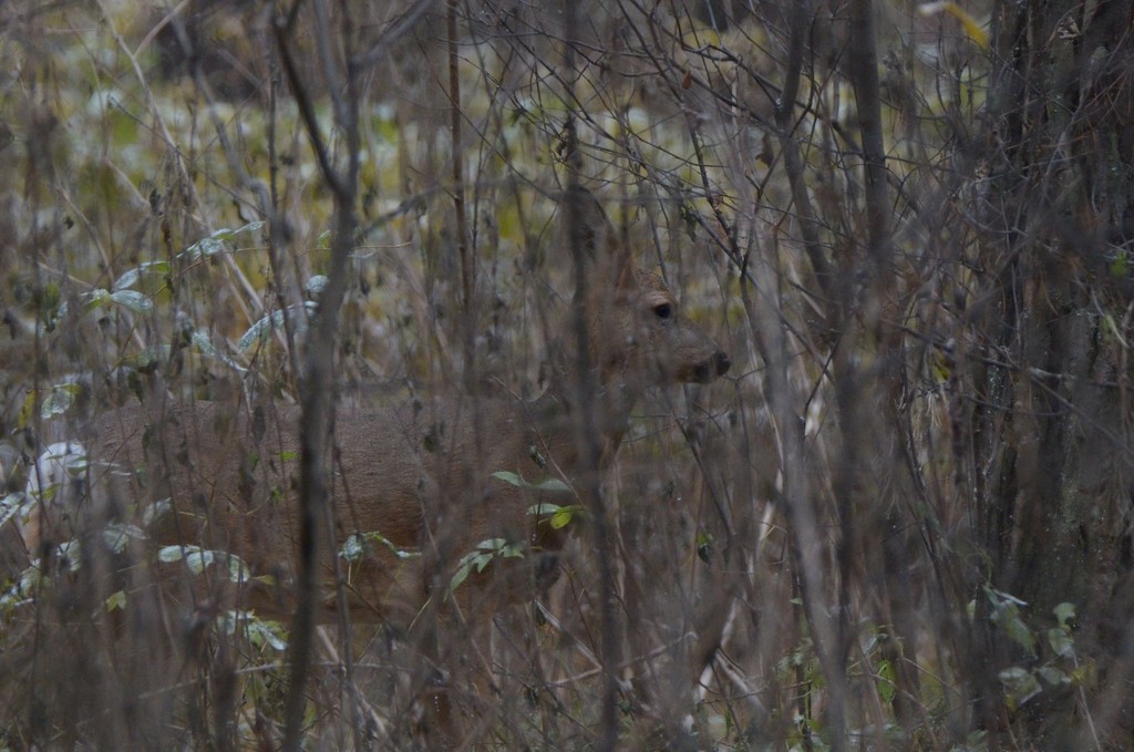 Eastern Roe Deer from Новосибирский р-н, Новосибирская обл., Россия on ...