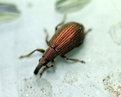 South African Emex Weevil (Perapion antiquum) · iNaturalist