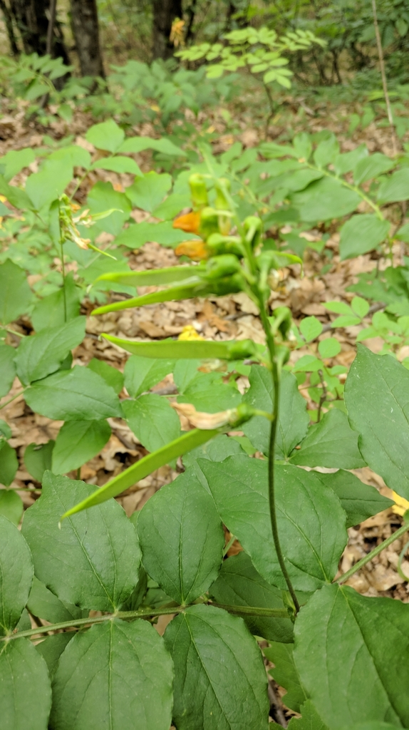 Golden Pea (Lathyrus aureus) - Botanical Realm