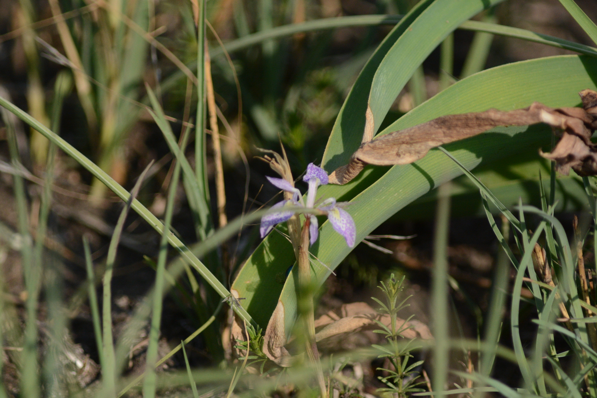 Moraea simulans Baker