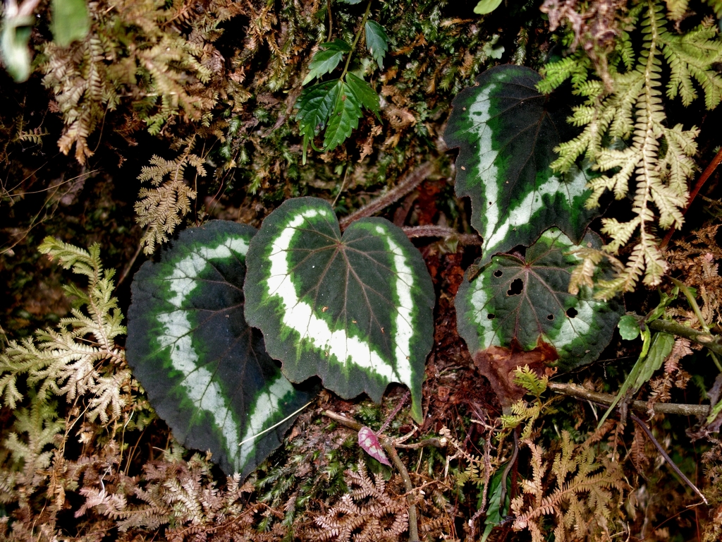 (Begonia annulata) - Botanical Realm