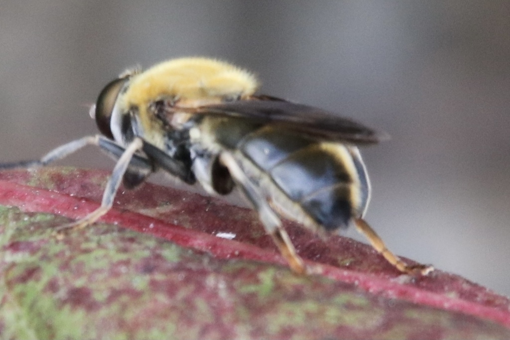 Orangeback from Lenn park on October 24, 2020 at 11:51 AM by Kelly ...