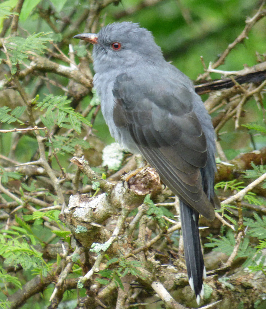 Grey-bellied Cuckoo (BIRDS OF ACHANAKMAR TIGER RESERVE CHHATTISGARH ...