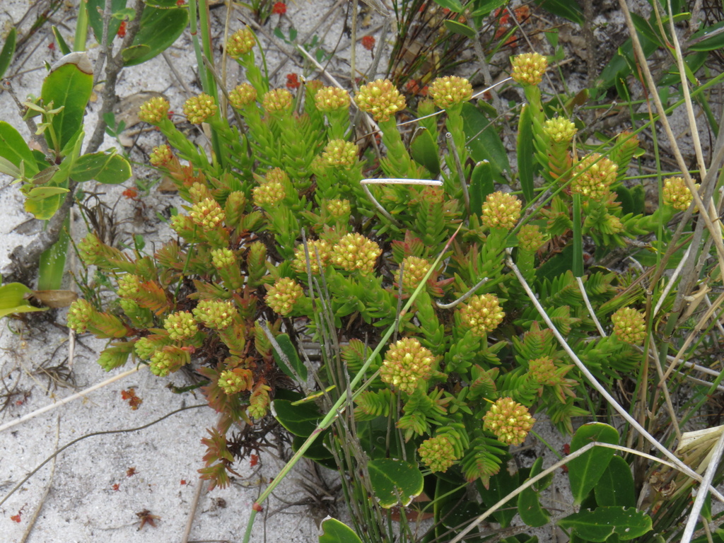 Crassula flava from Olifantsbos side of Cape Point National Park, Cape ...