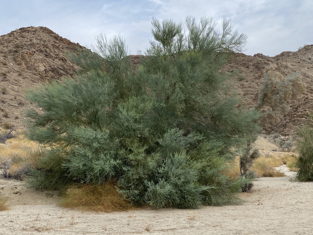 blue palo verde from Santa Rosa Wildlife Area, Riverside, California ...