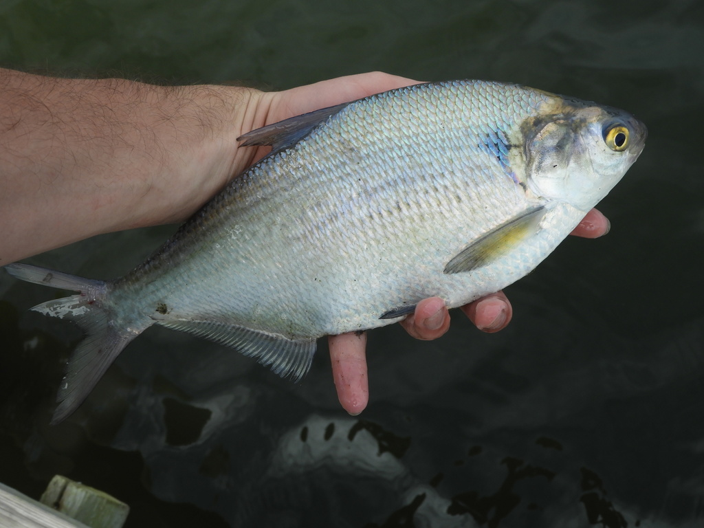 American Gizzard Shad from Hollywood, MD, USA on October 24, 2020 at 12 ...