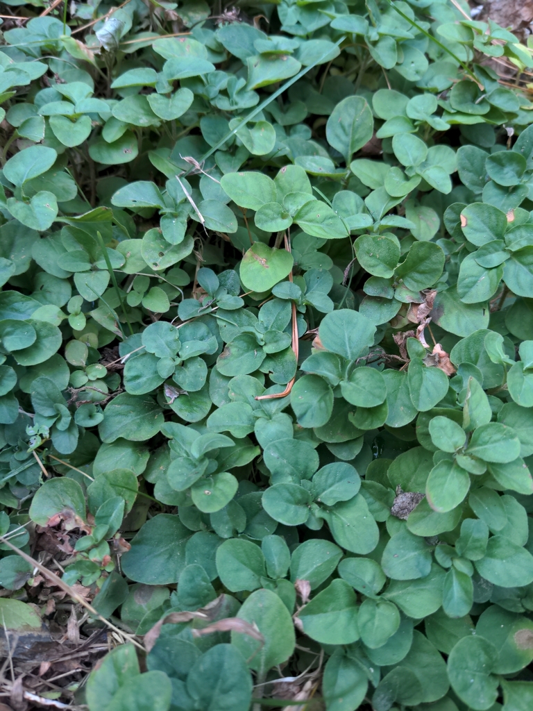 miniature moneywort from Cortlandt on October 24, 2020 at 09:15 PM by ...