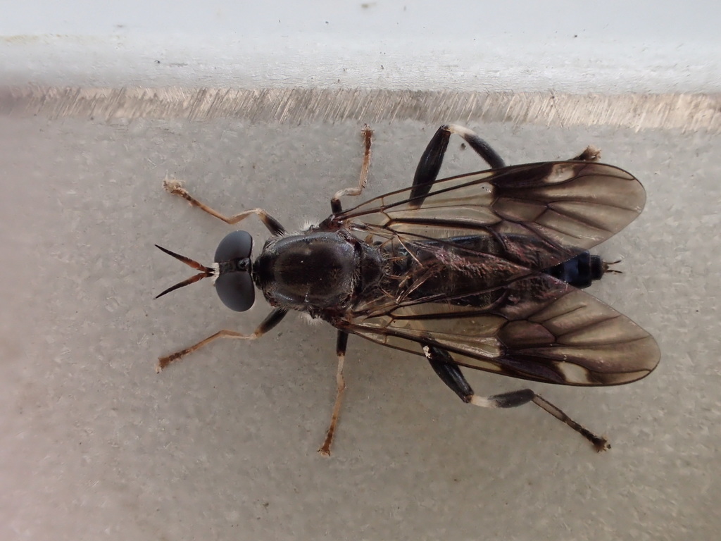 Garden soldier fly from Adelaide SA, Australia on October 21, 2020 at ...