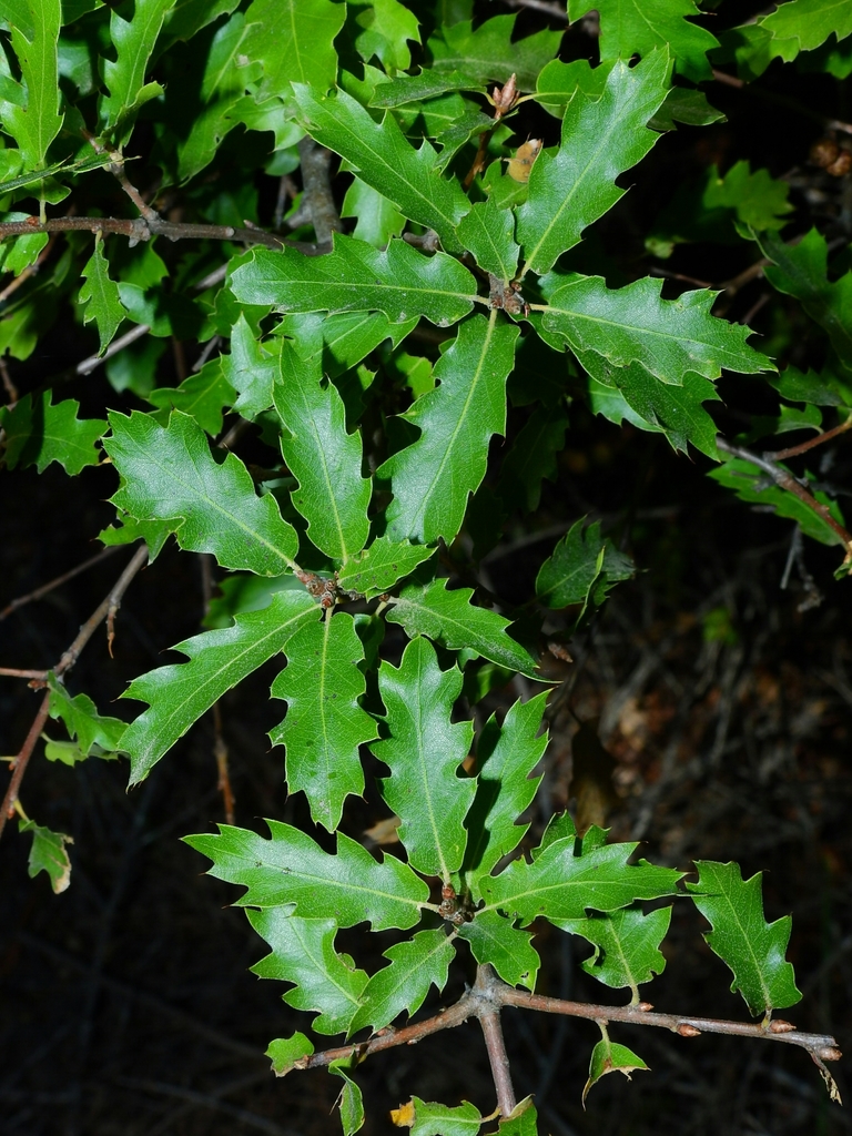 Quercus kelloggii × parvula from Bolinas, CA 94924, USA on October 23 ...