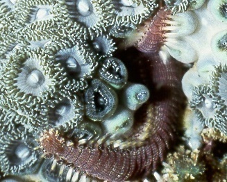 Lined Fireworm from Kailua-Kona, HI, USA on March 22, 1988 at 02:52 PM ...