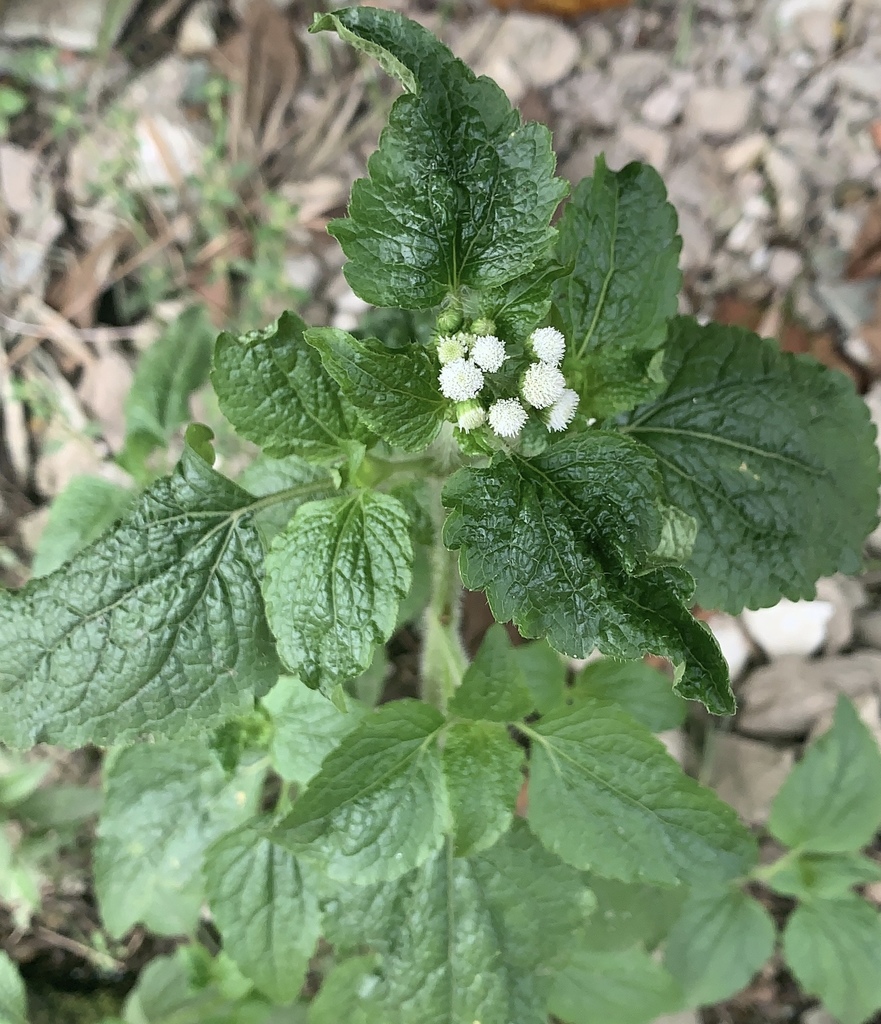 Crofton Weed from Yangon, Myanmar (Burma) on October 24, 2020 at 04:59 ...