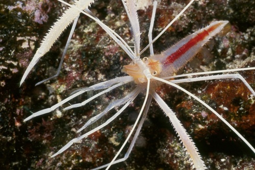 Flameback Coral Shrimp (Stenopus pyrsonotus) · iNaturalist