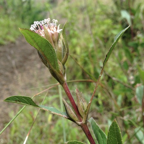 (Lagascea rigida var. rigida)