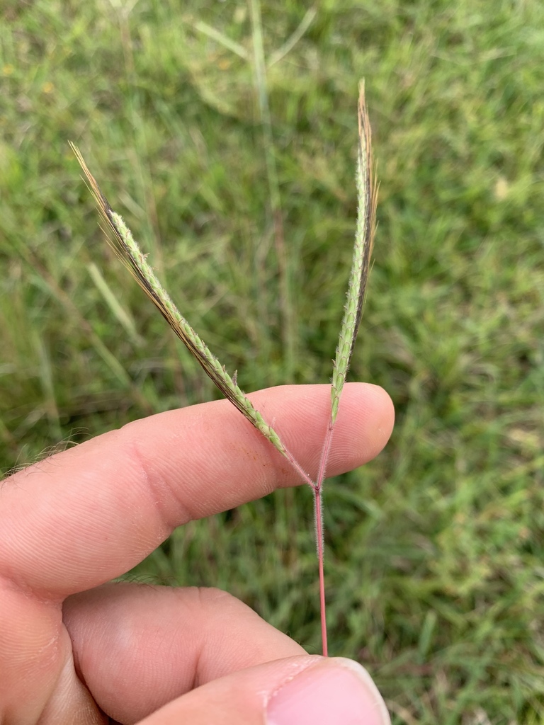 angleton grass (Logan RE 12.9-10.7 Flora) · iNaturalist