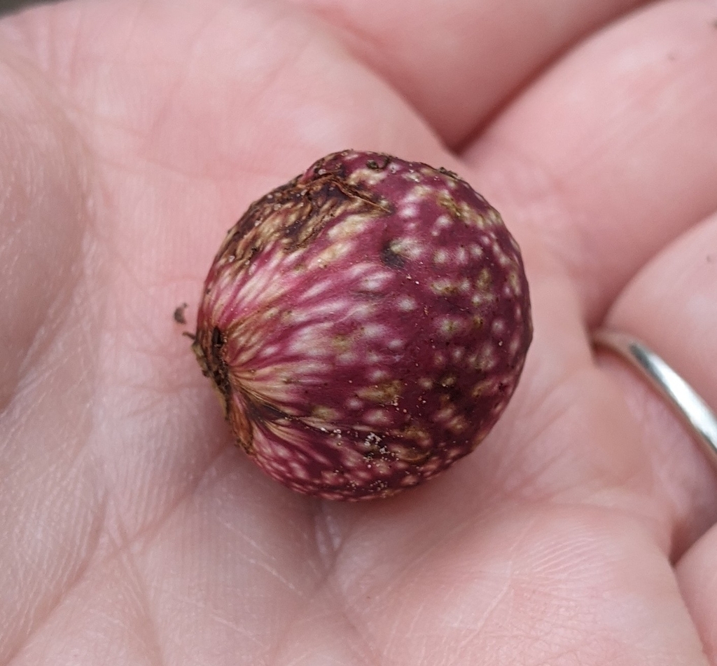 Acorn Plum Gall Wasp from Jasper, TX 75951, USA on October 24, 2020 at ...