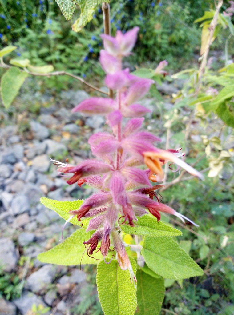 Irazu Volcano Sage from Chila, Pue., México on October 23, 2020 at 08: ...