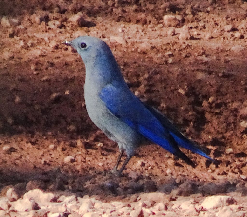 Mountain Bluebird from Valle, AZ 86046, USA on October 19, 2020 at 06: ...