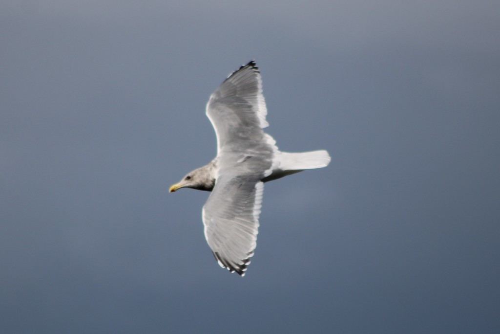 Large White-headed Gulls from Lincoln County, OR, USA on October 21 ...