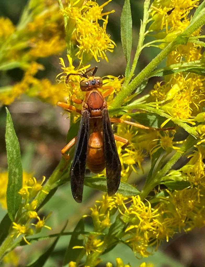 fuscatus-group Paper Wasps from Along Ijams Branch, off of Co. Rd. 275 ...