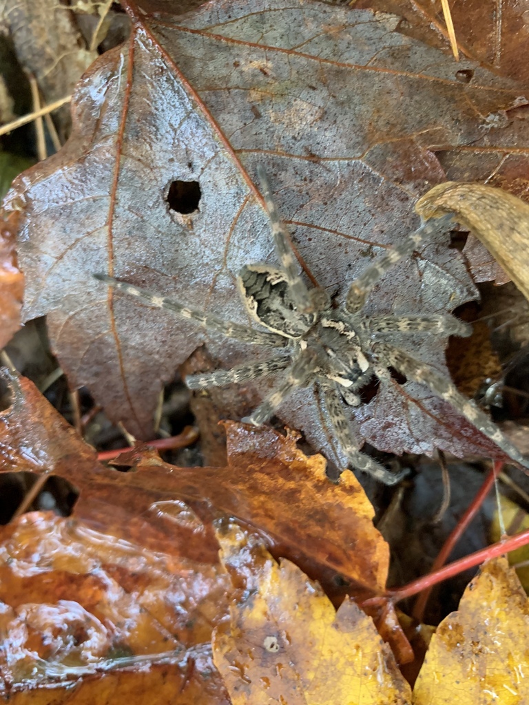 Dark Fishing Spider from Churchill Plaza, Sault Ste Marie, ON, CA on ...