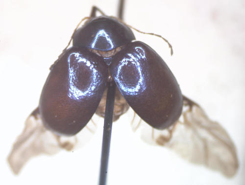 Colaspoides unicolor · iNaturalist