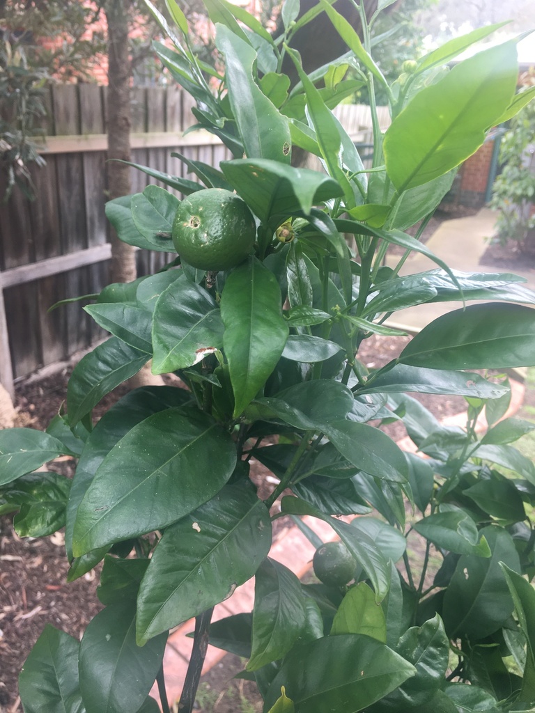 tangerine from Grant Way, HMAS Cerberus, VIC, AU on October 25, 2020 at ...