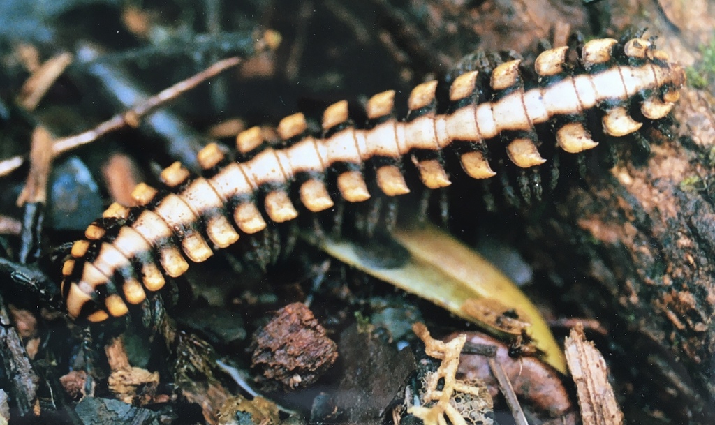 Python Millipede from Abangares, Guanacaste, CR on April 22, 2000 by ...