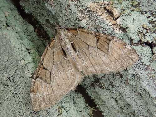 Pennithera abolla · NaturaLista Colombia