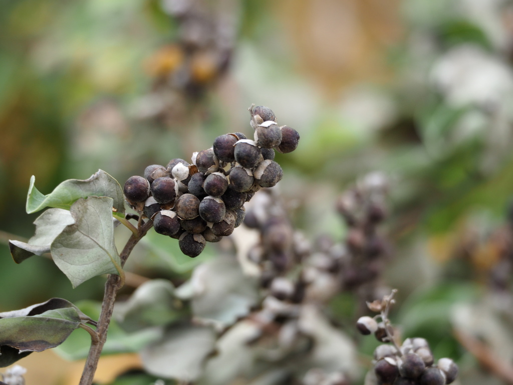 Beach Vitex (Vitex rotundifolia) - Botanical Realm
