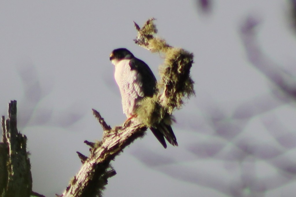 Peale's Peregrine Falcon from Lincoln County, OR, USA on October 21 ...