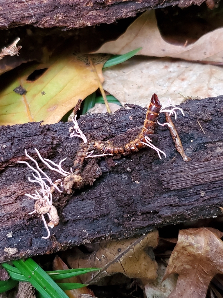 Akanthomyces angustisporus from Van Buren Township, IN, USA on October ...