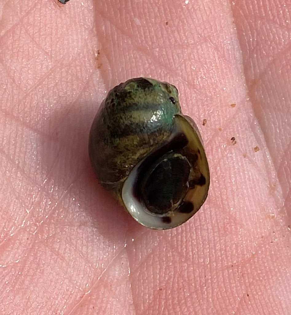 Round Rocksnail in October 2020 by Jeff Garner · iNaturalist