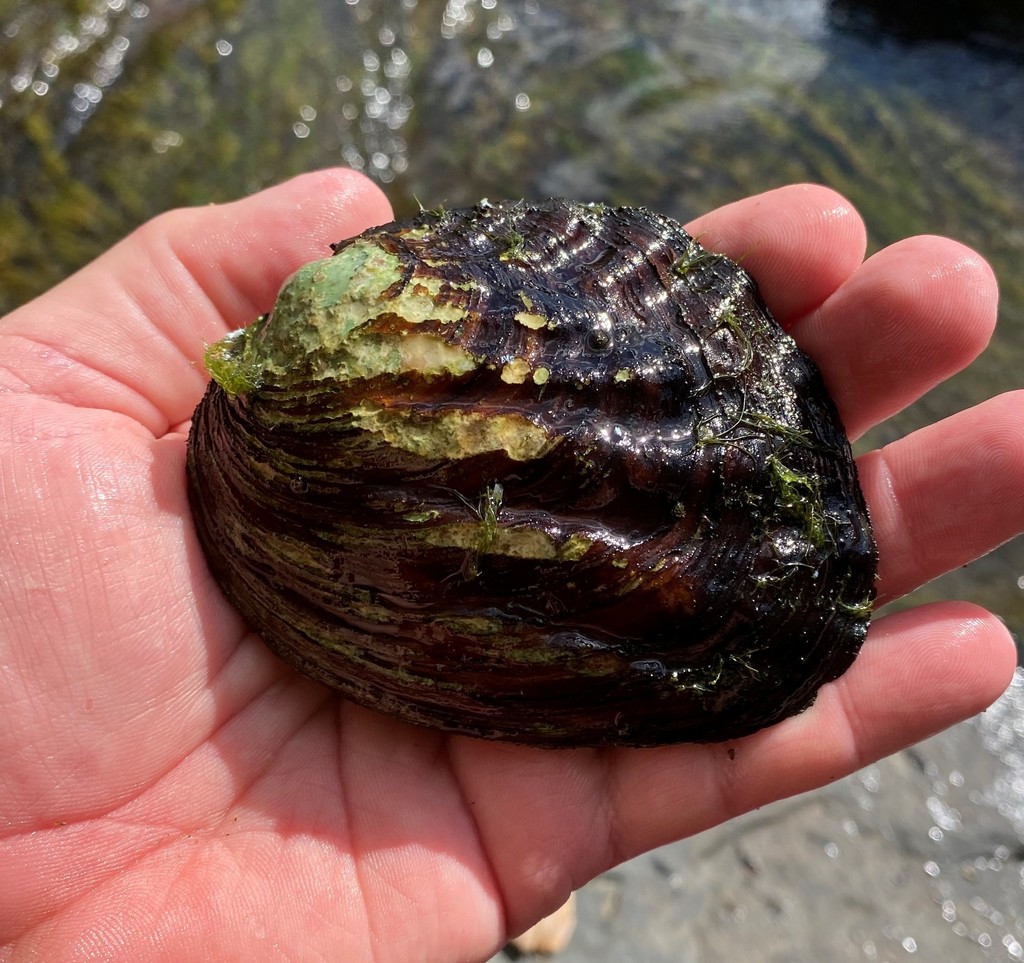 Three-ridge Mussel from Cahaba River, Belle Ellen, Bibb County, AL, USA ...