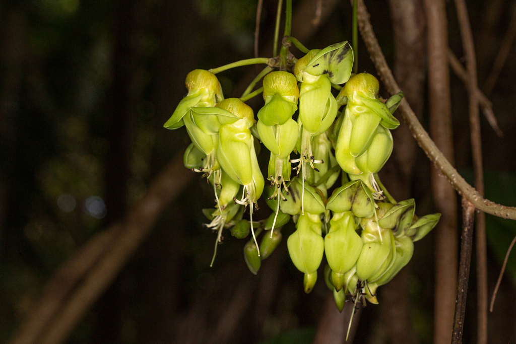 Burny Bean from Byron, New South Wales, Australia on October 25, 2020 ...