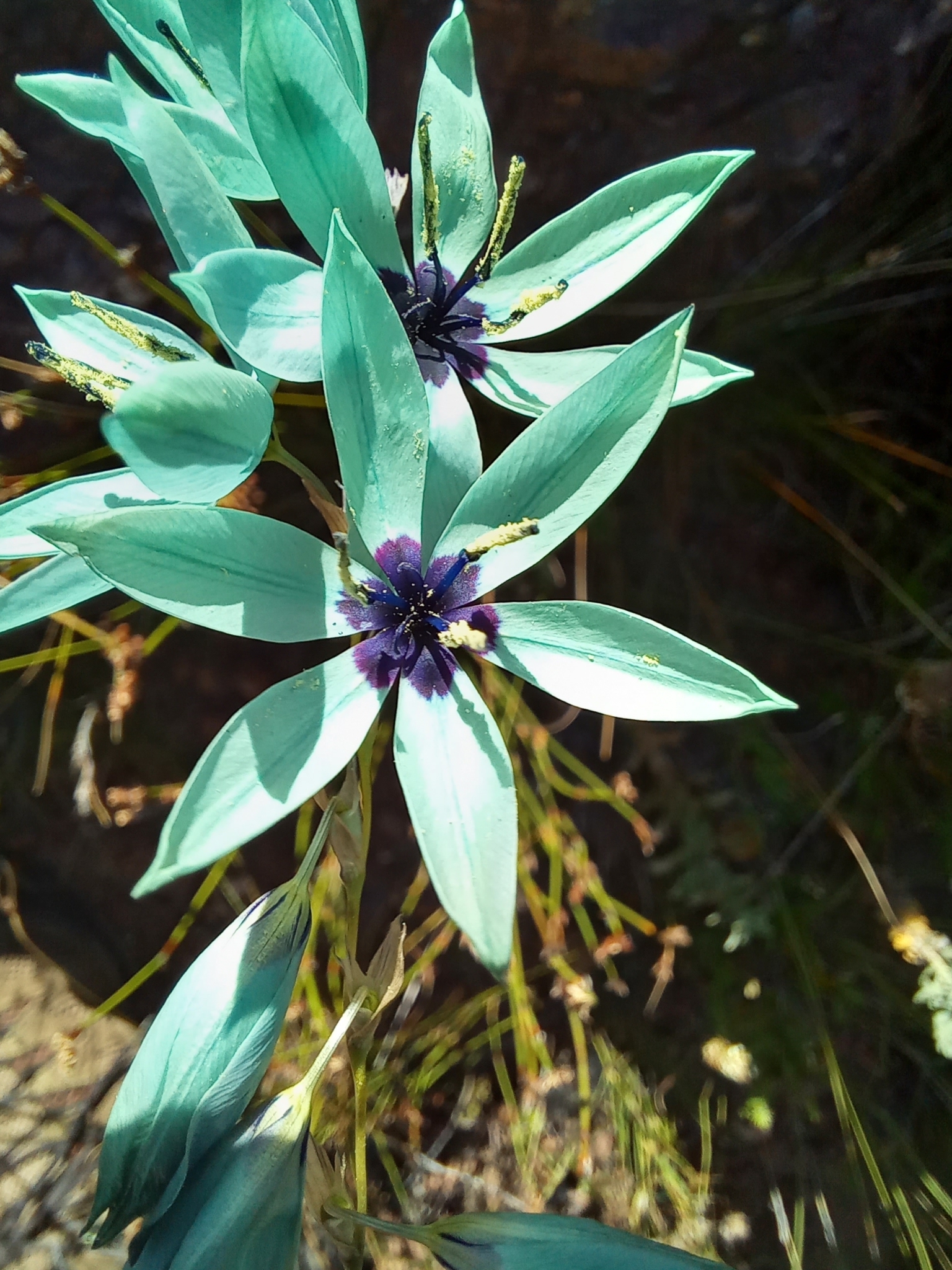 Ixia viridiflora Lam.