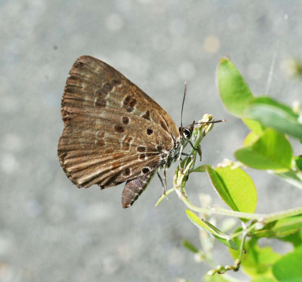 Niphanda fusca from Russia, Primorskiy Kray, Khasan District, roadside ...
