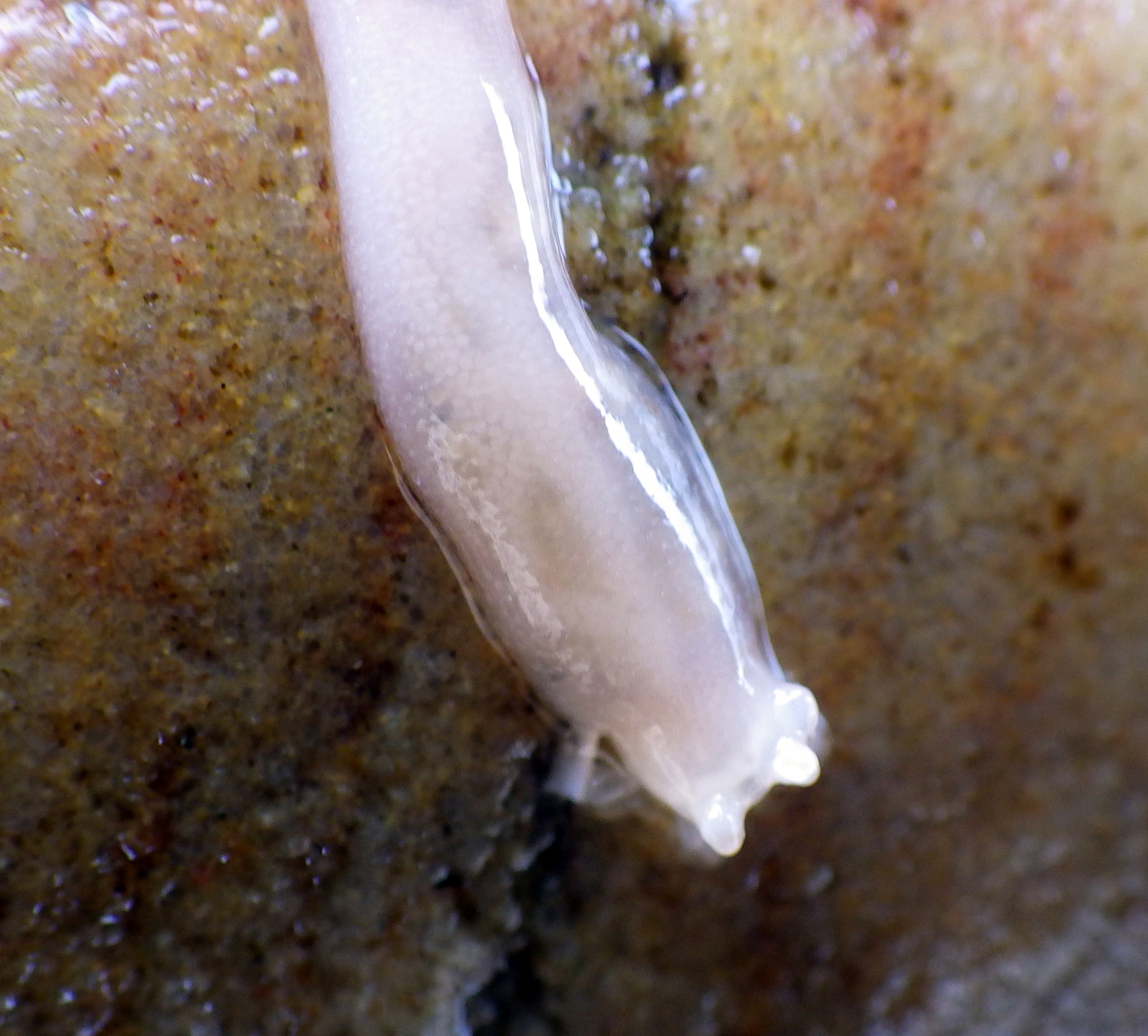 Leptosynapta dolabrifera (Stimpson, 1855)